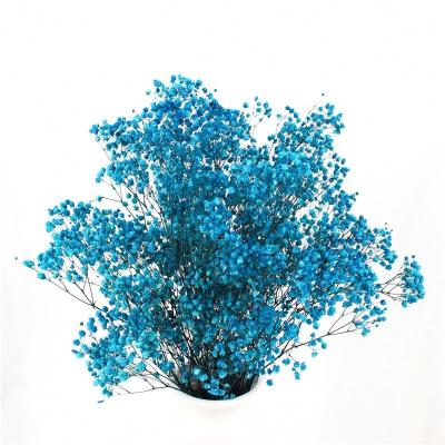 Cina Erba di pampa secca naturale decorativa, erba di pampa conservata di conservazione fresca in vendita