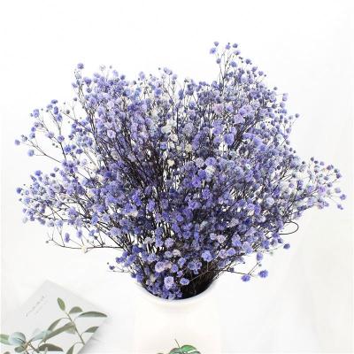 Cina Erba di pampa secca naturale decorativa, erba di pampa conservata di conservazione fresca in vendita