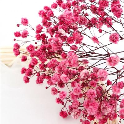 Cina Erba di pampa secca naturale decorativa, erba di pampa conservata di conservazione fresca in vendita