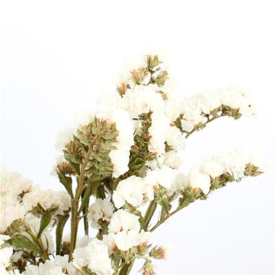 Cina Fiori secchi del Limonium di Statice bei bei con lungamente facendo uso di tempo in vendita