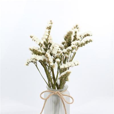 Cina Fiori secchi del Limonium di Statice bei bei con lungamente facendo uso di tempo in vendita