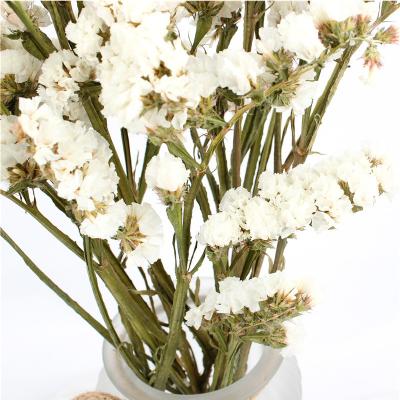 Cina Fiori secchi del Limonium di Statice bei bei con lungamente facendo uso di tempo in vendita