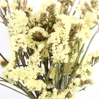 Cina Fiori secchi del Limonium di Statice bei bei con lungamente facendo uso di tempo in vendita