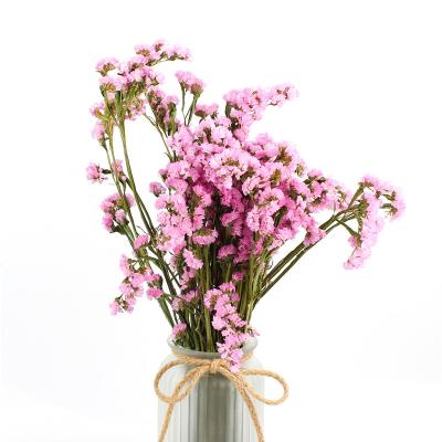 Cina Myosotis secco del Limonium di Statice dei fiori di stile di modo bello in vendita
