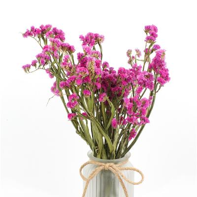 Cina Myosotis secco del Limonium di Statice dei fiori di stile di modo bello in vendita