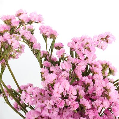 Cina Myosotis secco del Limonium di Statice dei fiori di stile di modo bello in vendita