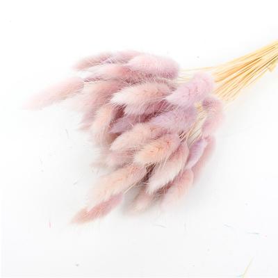 Cina La bella erba secca della coda del coniglio dei fiori di tocco reale ha conservato Lagurus Ovatus in vendita