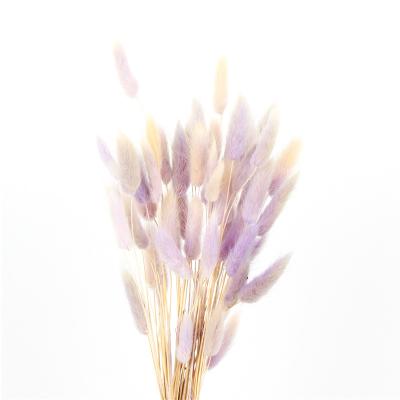 Cina La bella erba secca della coda del coniglio dei fiori di tocco reale ha conservato Lagurus Ovatus in vendita