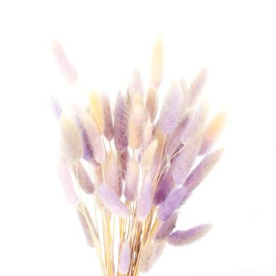 Cina La bella erba secca della coda del coniglio dei fiori di tocco reale ha conservato Lagurus Ovatus in vendita
