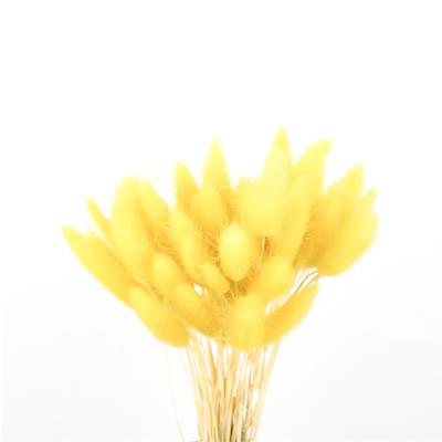 Cina L'erba secca naturale della coda del coniglio di 100%, fiori secchi graziosi tiene la freschezza in vendita