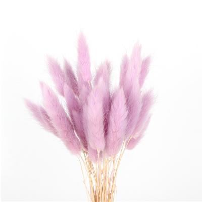 Cina L'erba secca naturale della coda del coniglio di 100%, fiori secchi graziosi tiene la freschezza in vendita