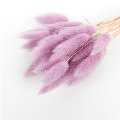 Cina L'erba secca naturale della coda del coniglio di 100%, fiori secchi graziosi tiene la freschezza in vendita