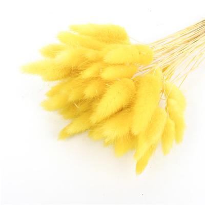 Cina L'erba secca naturale della coda del coniglio di 100%, fiori secchi graziosi tiene la freschezza in vendita