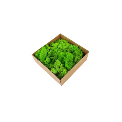 China Decoratieve Echte Natuurlijke Bewaarde Natuurlijke Mos Groene Milieubescherming Te koop
