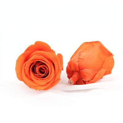 China Geen Allergie Eeuwige Dia5-6cm Bewaarde Rose Heads Te koop