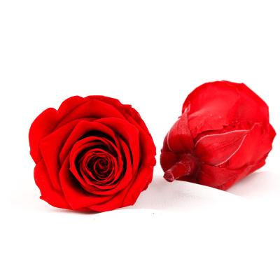 Cina Diametro amichevole 5-6cm di Eco nessun rose eterne reali del polline in vendita