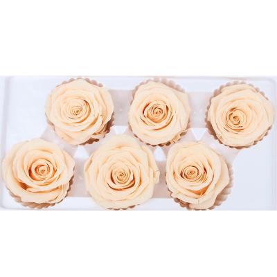 Cina La sostituzione delle cellule che tinge 6pcs il diametro 5-6cm ha conservato Rose Heads in vendita