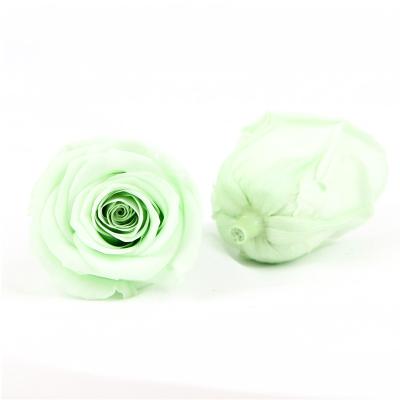 Cina Il grado multicolore di 5-6cm A ha conservato Rose Heads in vendita