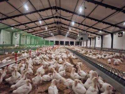 China Customizable Prefabricated Steel Structure Poultry House with Robust Structural Design for Chicken Farming for sale