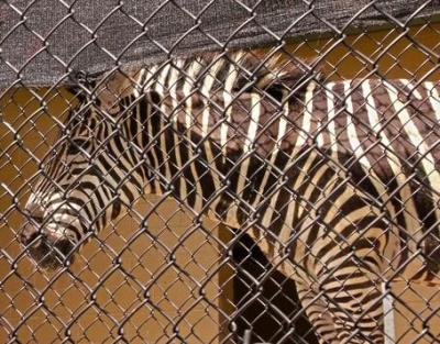China zoo  enclosure protective fence   woven flexi stainless steel   ,304.316 , stainless steel rope mesh, for sale