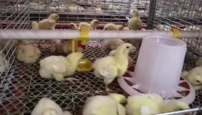 China Poultry equipment nipple drinker for chicken for sale
