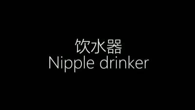 China Factory price automatic poultry chicken water nipple drinker for sale