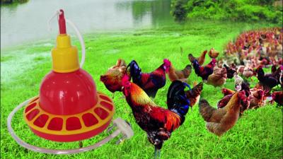 China automatic broiler poultry  drinkers livestock equipments automatic bell drinker for poultry plasson for sale