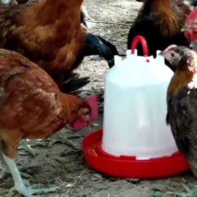 China Poultry equipment 2L chicken bucket drinker for sale