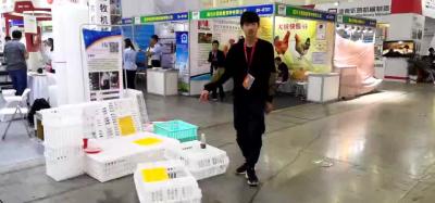 China Heavy Duty Transportation cage  poultry chicken box for sale Live Plastic Crate for sale