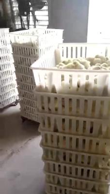 China best selling products poultry equipment plastic transport crate for sale