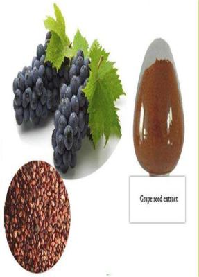 China Grape seed extract,PLANT EXTRACT,Solvent Extraction for sale