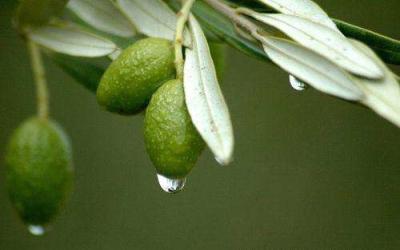 China Olive Leaf Extract,pure natural plant extracts(raw material for health food and medicine) for sale