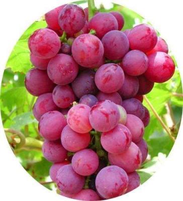China Natural plant extract ( raw material for food,health food, medicine and cosmetic) for sale