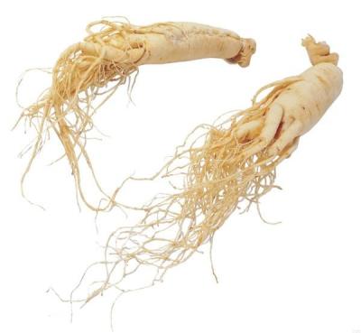 China Ginseng Extract,natural plant extract for sale