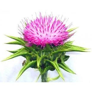 China Milk Thistle Extract for sale