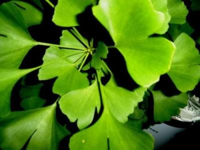 China Ginkgo Biloba Extract for sale