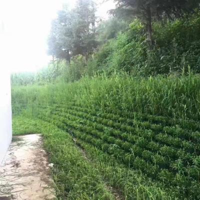 Cina 50mm-250mm altezza HDPE muro di sostegno strada rinforzo Geocell per il sostegno di frane in vendita