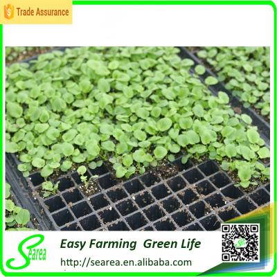 China Green Cucumber seedling on tray in greenhouse Stock Plug Trays (Growing and Seedling) for sale