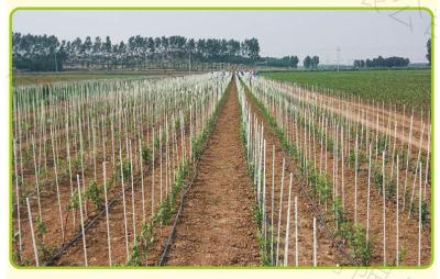 Cina Fibra di vetro FRP Pultruded Fiberglass Rod Plant Support Stake per albero da vivaio in vendita