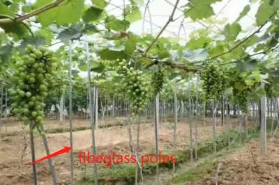 China UV-Resistant Anti-Aging FRP Fiberglass Garden Support Stakes High Strength Corrosion-Resistant Replace Wood/Metal for sale