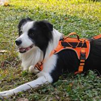 Quality Lightweight No Pull Dog Harness Reflective Strips Adjustable Fit Breathable Mesh for sale
