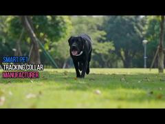 Pet product homepage video