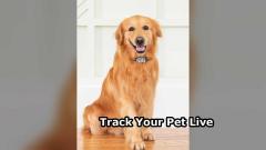 Pet GPS Tracker: Never Lose Your Pet Again