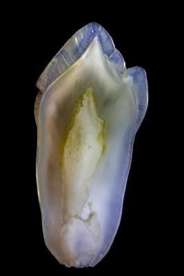 Cina Corona dentaria biocompatibile ceramica piena di grande forma fisica EMAX in vendita