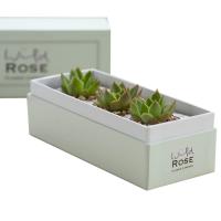 China Custom Printed Succulent Planter Gift Box Succulent Packaging Box for sale
