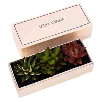 China Custom Printed Succulent Planter Gift Box Succulent Packaging Box for sale
