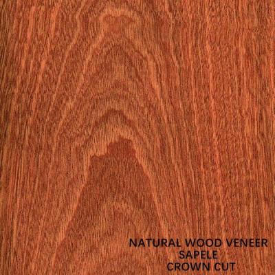 Cina Paneling And Doors Africa Natural Sapele Wood Veneer Flat Cut Crown Grain AAA Grade in vendita