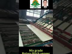 Whole Size of Rotary Birch Veneer Thickness 0.5mm size 2600*1300mm for mix grade