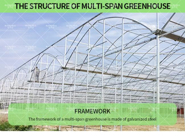 Greenhouse interior view