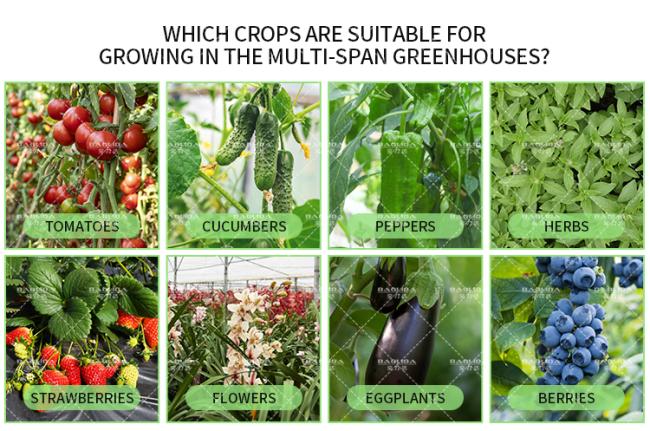 Greenhouse vegetable growing